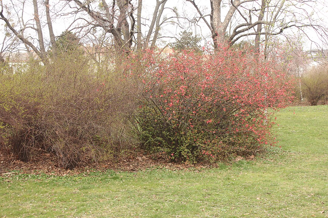 Fusain d’Europe - Pépinière du Hanfgranva - Alsace